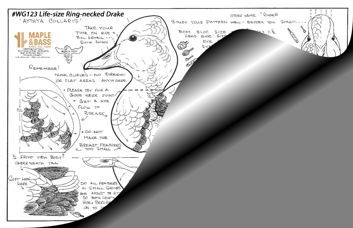 Ring-necked Duck Drake Life Size Wings Gate Pattern 11x17 #WG123
