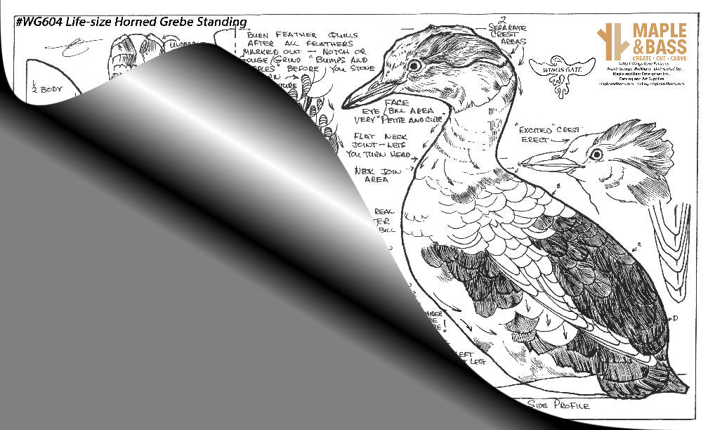 Horned Grebe Standing Life Size Wings Gate Pattern 8.5x14 #WG604