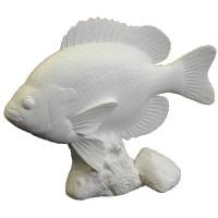 Study Casts - Fish