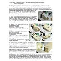 Bird Carving Study Notes