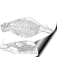 Goose, Canada - Feeding, 1/2 Life Size Pattern