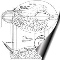 Duck, Ruddy - Male, Life Size Pattern