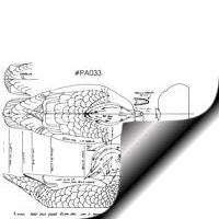 Duck, Wood - Male, 1/2 Life Size Pattern