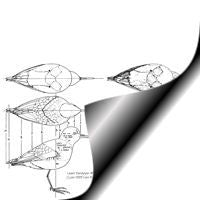 Sandpiper, Least - Standing, Life Size Pattern