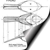 Chickadee, Black-capped - Life Size Pattern