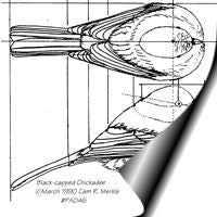 Chickadee, Black-capped - (Puffy), Life Size Pattern