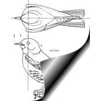 Bluebird, Mountain - Male Perched, Life Size Pattern