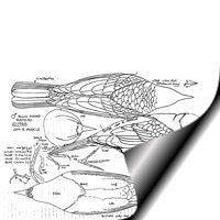 Blackbird, Yellow Headed - Male, 7/8 Life Size Pattern