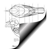 Blackbird, Red-Winged - Perched, Life Size Pattern (Easy)