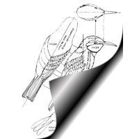 Bee Eater, Little - Life Size Pattern