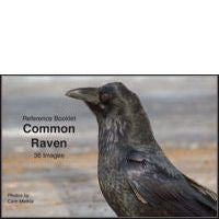 Raven, Common - Photo Reference