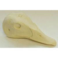 Duck, Wood Female - Study Bill