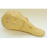 Duck, Redhead Female - Study Bill