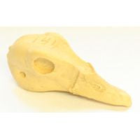 Duck, Mandarin Male - Study Bill