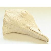 Duck, Mandarin Female - Study Bill